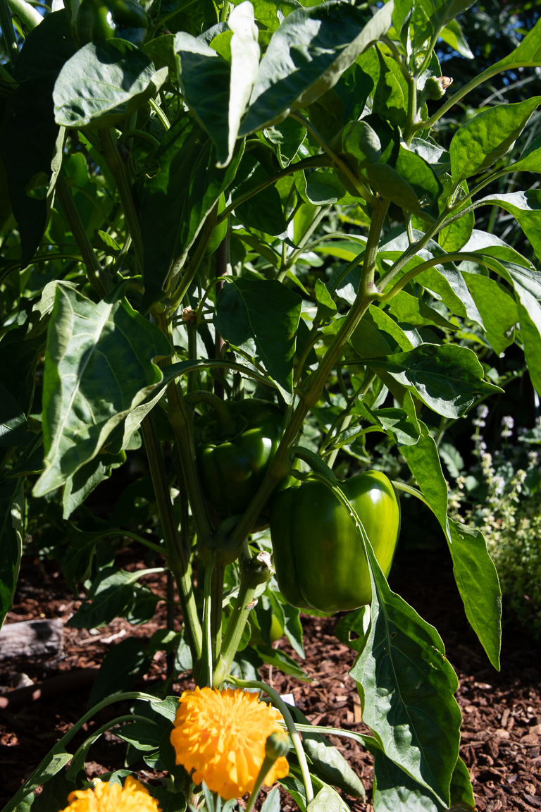CHWD Demonstration Garden - Citrus Heights Water District