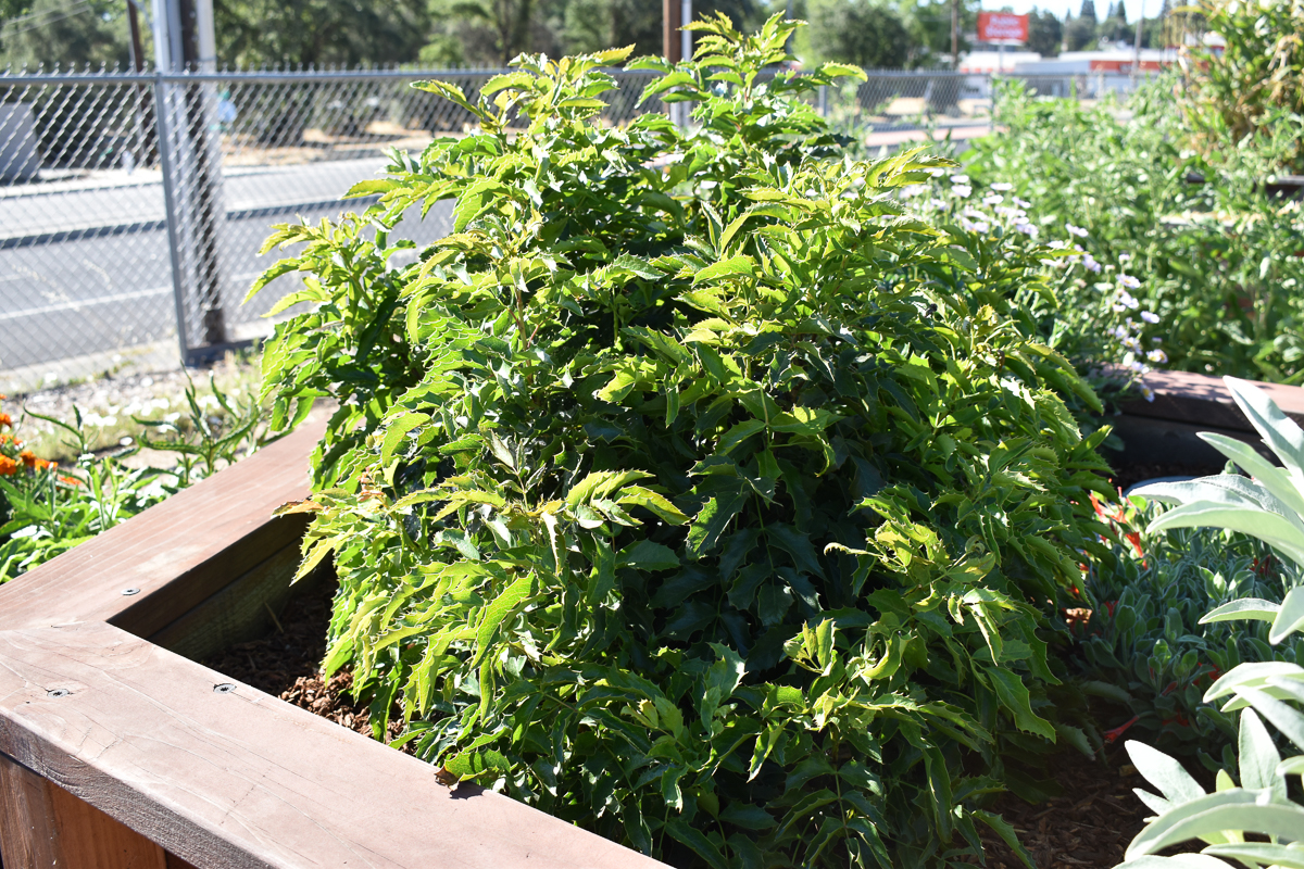 CHWD Demonstration Garden - Citrus Heights Water District