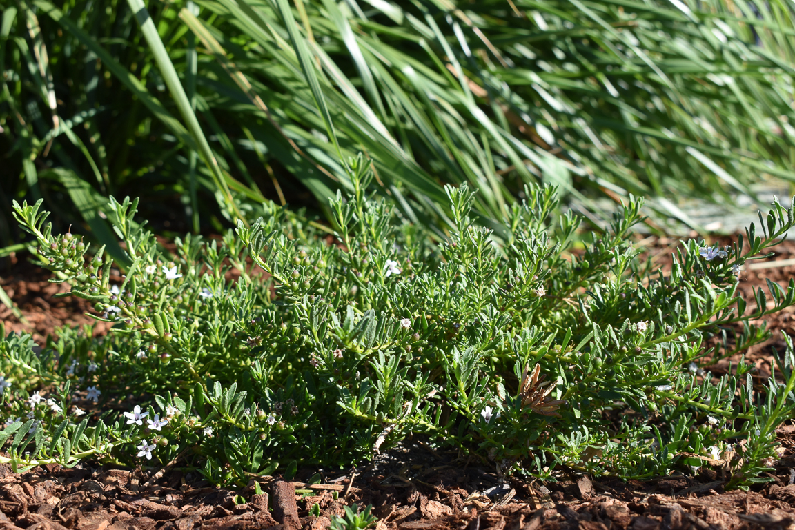 CHWD Demonstration Garden - Citrus Heights Water District